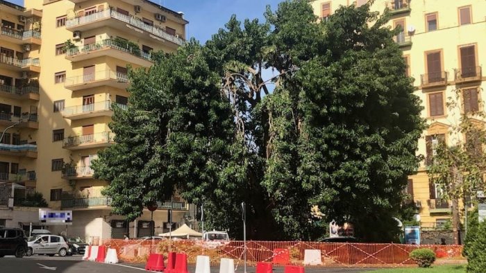 Napoli, piazza degli Artisti: nuovo appello per l'albero monumentale ...